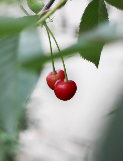Premium Photo | Cherry close up Premium Photo | Cherry close up