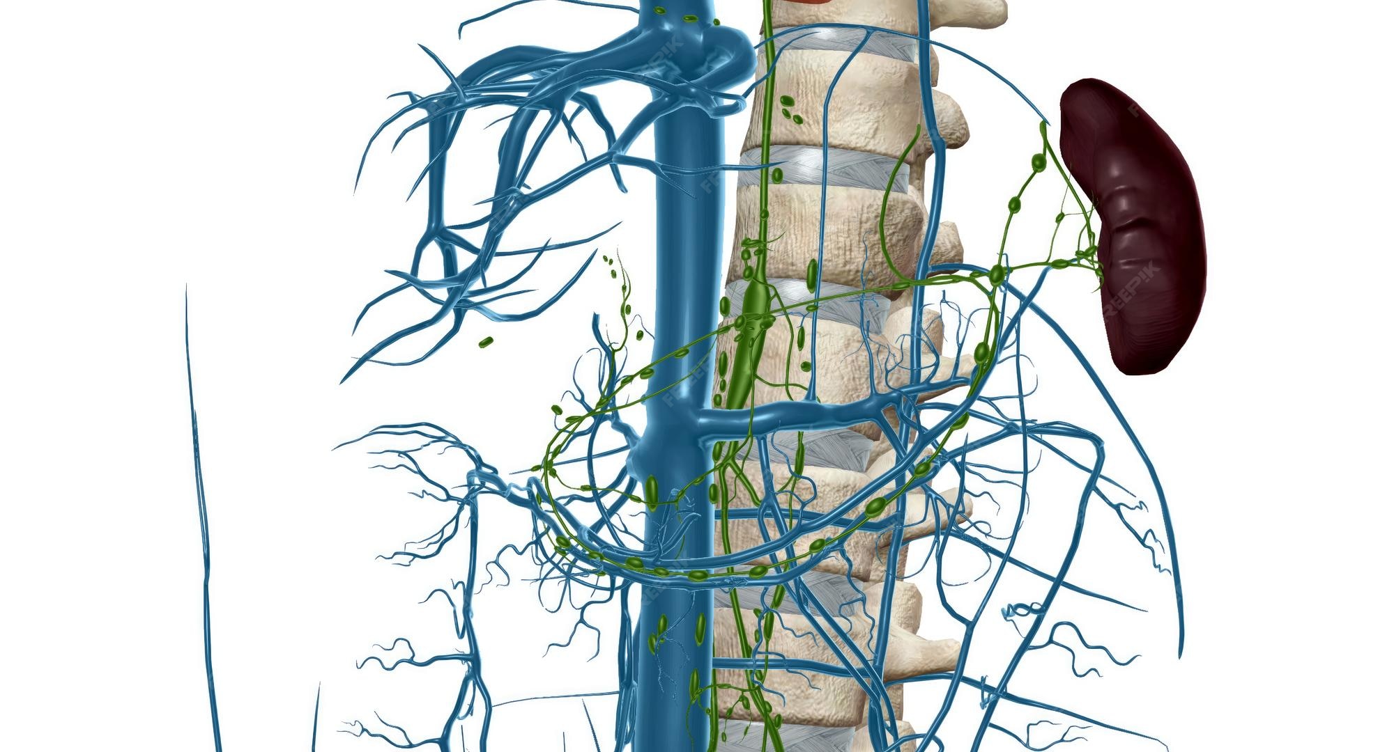 Premium Photo Cisterna Chyli Is A Large Midline Lymphatic Collecting Structure Located Below