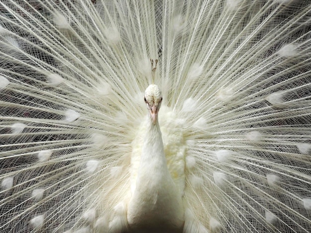 Premium Photo Close Up Of Albino Peacock