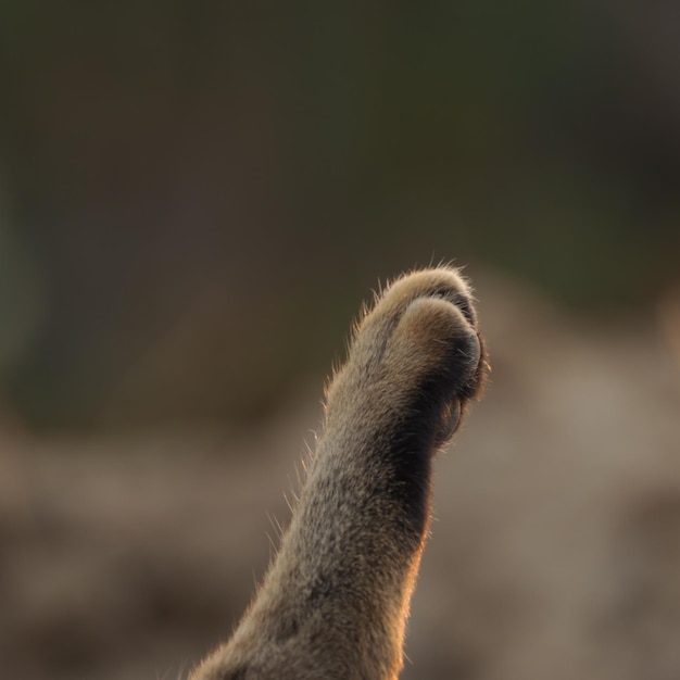 Premium Photo | Close-up of a monkey Premium Photo | Close-up of a monkey