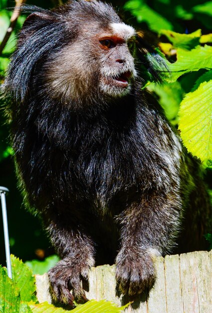 Premium Photo | Close-up of a monkey Premium Photo | Close-up of a monkey