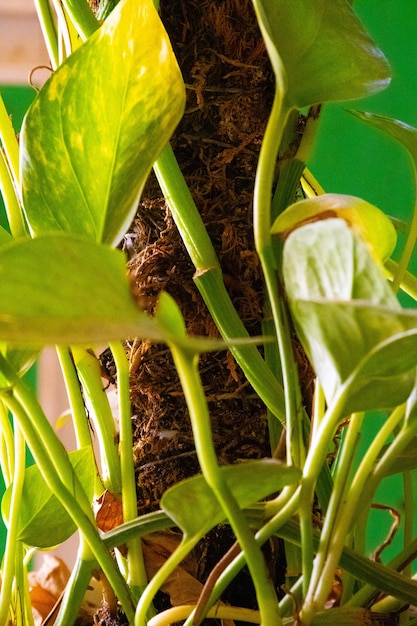 Premium Photo | Close up plants Leaves Premium Photo | Close up plants Leaves
