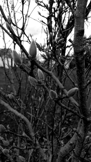 Premium Photo Close Up Of Pussy Willow