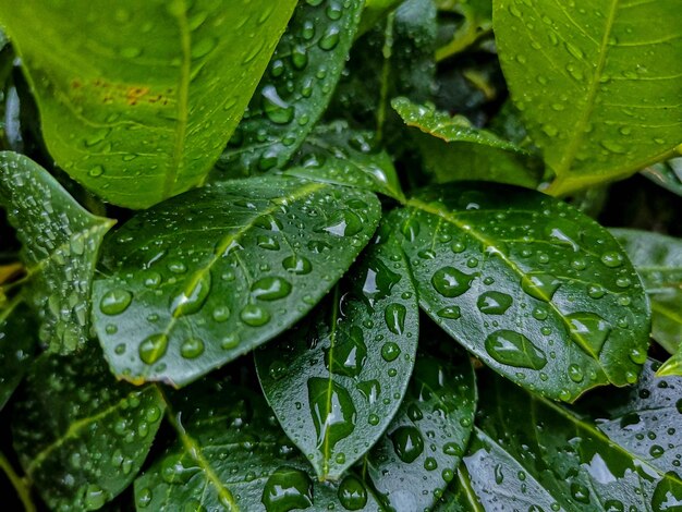 Premium Photo | Close-up of raindrops on leaves Premium Photo | Close-up of raindrops on leaves