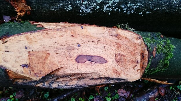 Premium Photo | Close-up of shaved tree trunk Premium Photo | Close-up of shaved tree trunk
