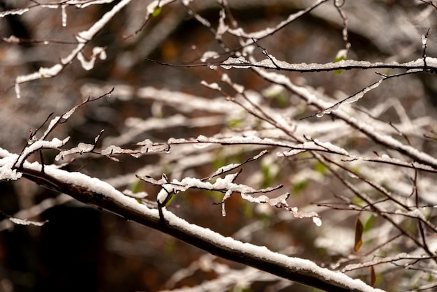 Premium Photo | Close-up of snow on branch Premium Photo | Close-up of snow on branch
