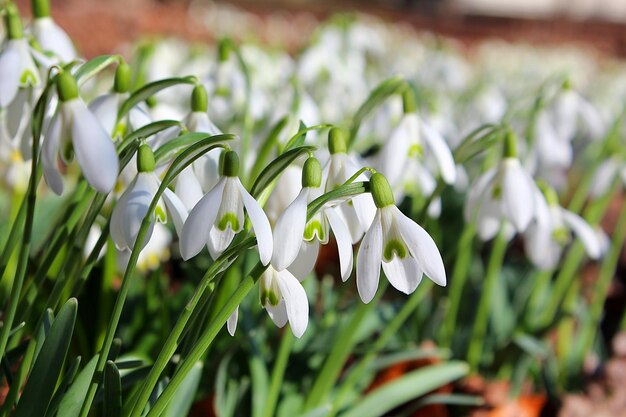 Premium Photo | Close-up of snowdrop flowers Premium Photo | Close-up of snowdrop flowers