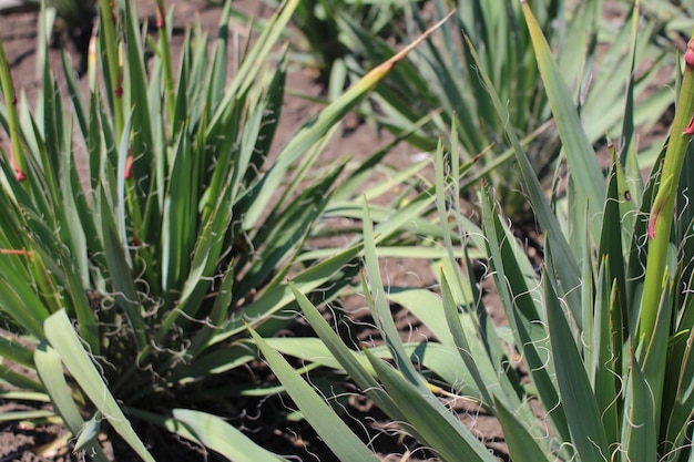 Page 8 | Yucca Propagation Images - Free Download on Freepik Page 8 | Yucca Propagation Images - Free Download on Freepik