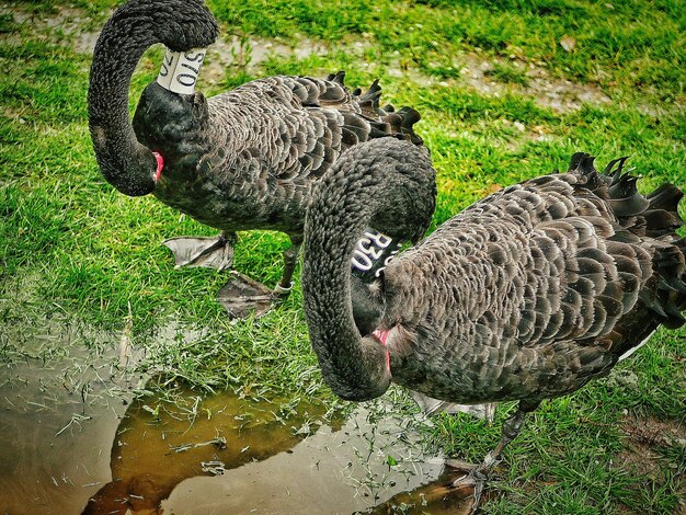 Premium Photo Close Up Of Swan On Grass