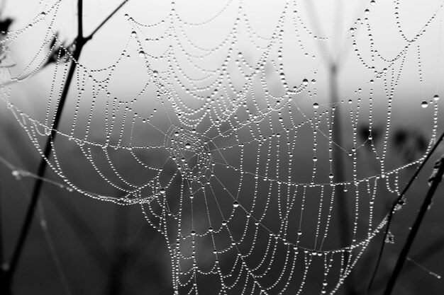 Premium Photo Close Up Of Wet Spider Web