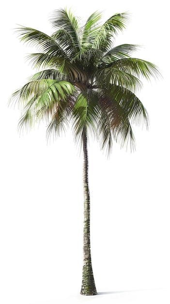 Premium Photo | Coconut palm tree isolated on white background Premium Photo | Coconut palm tree isolated on white background