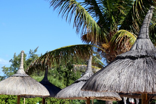 Premium Photo | Coconut palm trees against sky Premium Photo | Coconut palm trees against sky