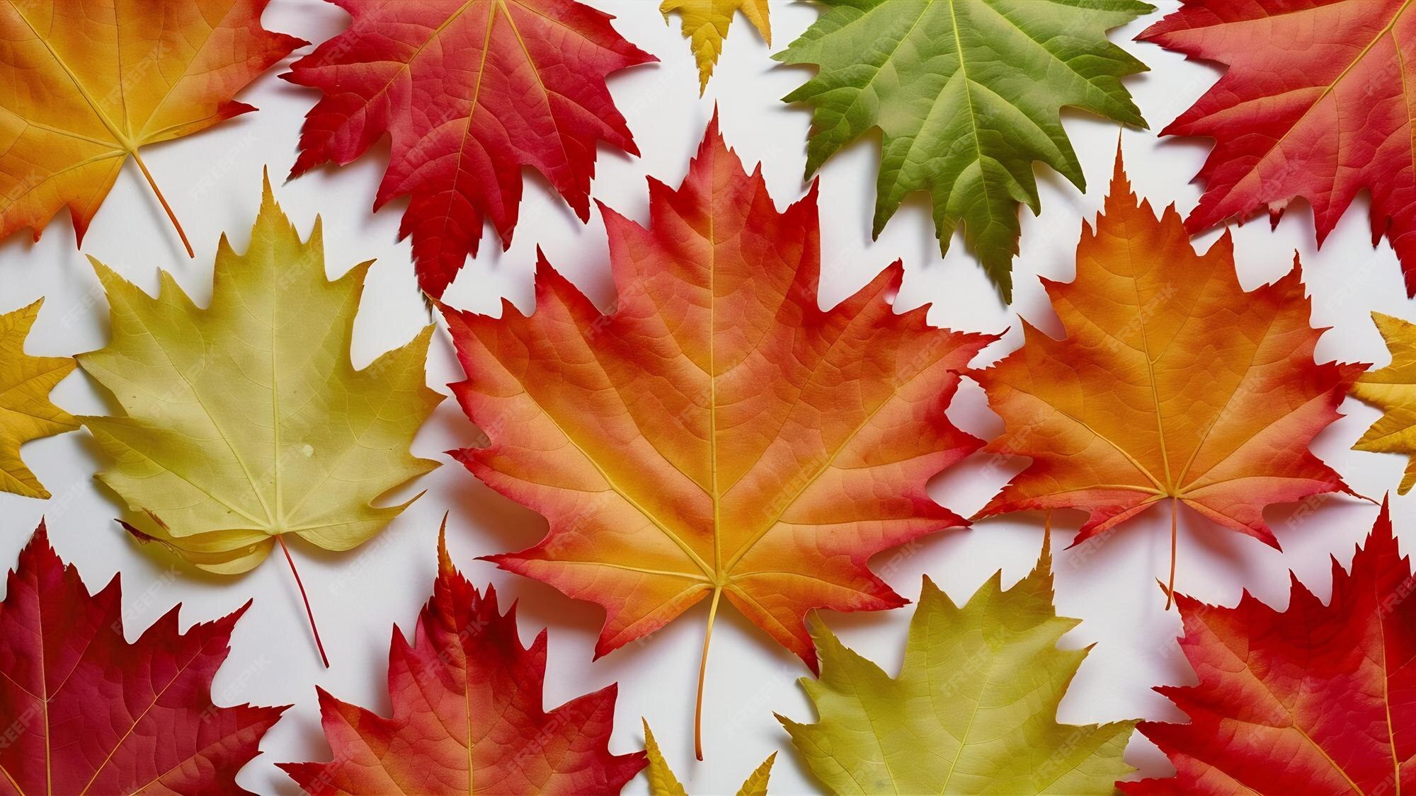 Premium Photo Colorful Autumn Leaves Set Isolated On White Background