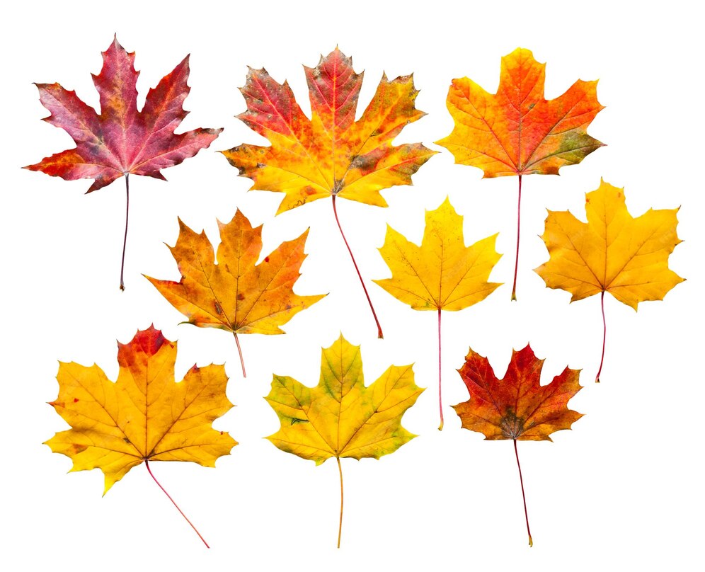 Premium Photo Colorful Autumn Leaves Set Isolated On White Background