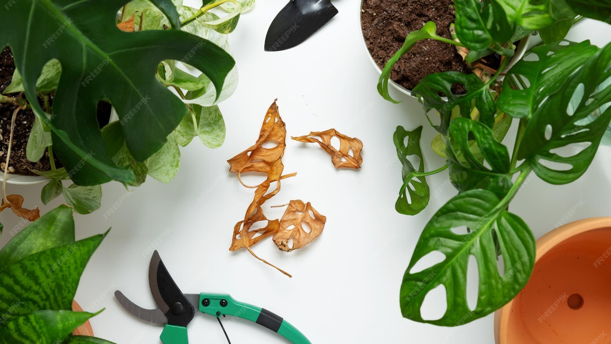 Premium Photo | Concept of home garden taking care of home plants top view Premium Photo | Concept of home garden taking care of home plants top view