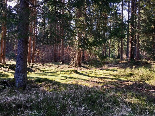 Premium Photo | Coniferous trees in forest Premium Photo | Coniferous trees in forest