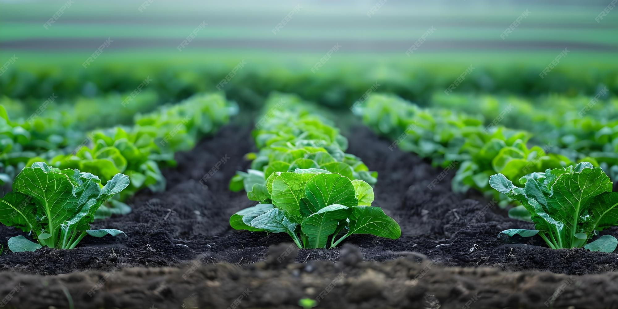 Crop Rotation for Soil Health and Fertility Concept Soil Health ... Crop Rotation for Soil Health and Fertility Concept Soil Health ...