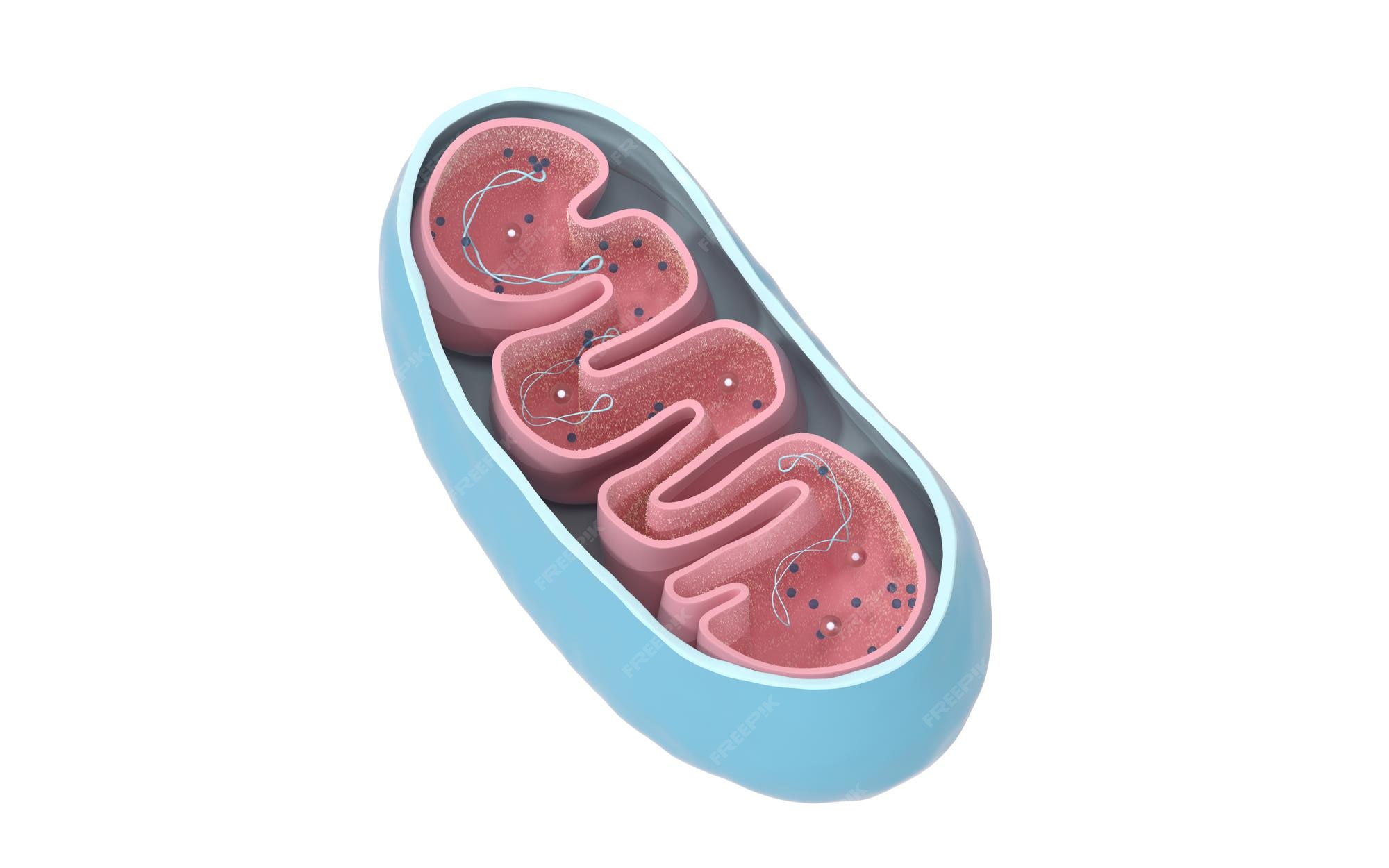 Premium Photo | Crosssection view of mitochondria medical info graphics ... Premium Photo | Crosssection view of mitochondria medical info graphics ...
