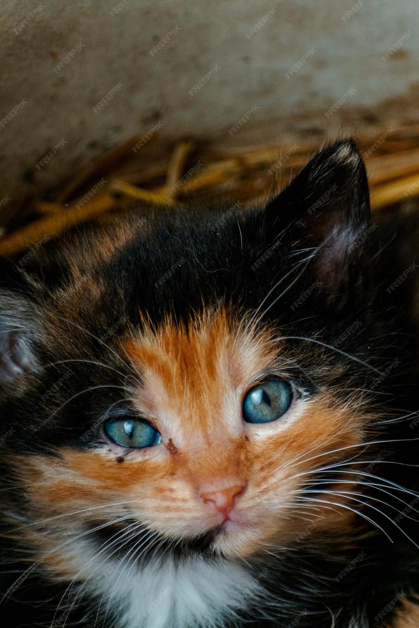 Cute Calico Kittens