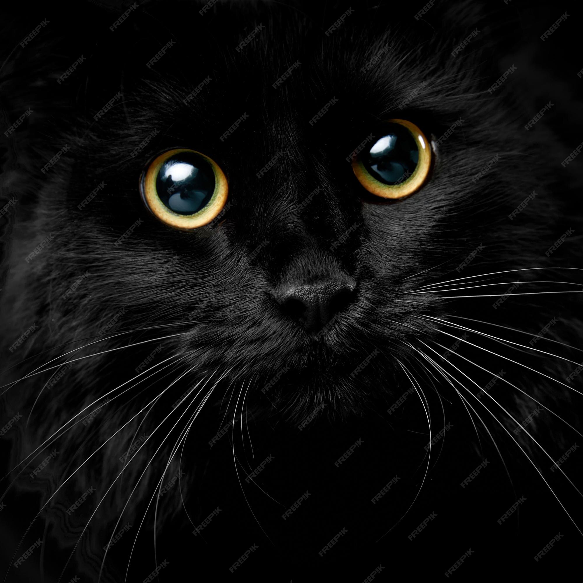 Các Hình ảnh Cats Cute Black đáng Yêu Nhất Trên Internet