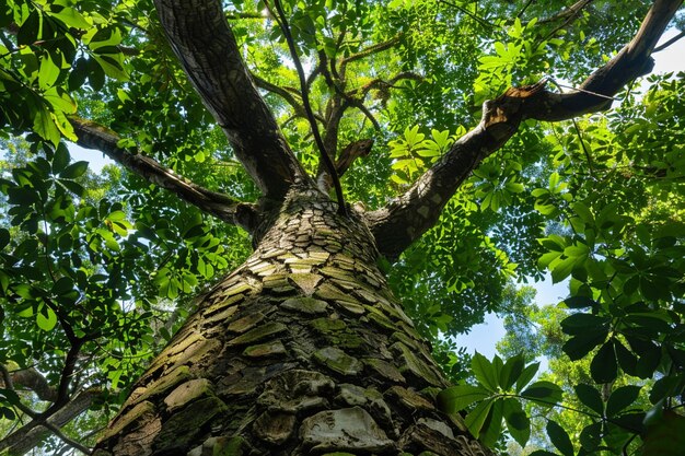 Developing early detection systems for forest dise generative ai ... Developing early detection systems for forest dise generative ai ...