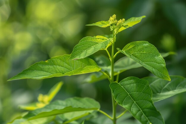 Premium Photo | Developing early detection systems for invasive pl ... Premium Photo | Developing early detection systems for invasive pl ...