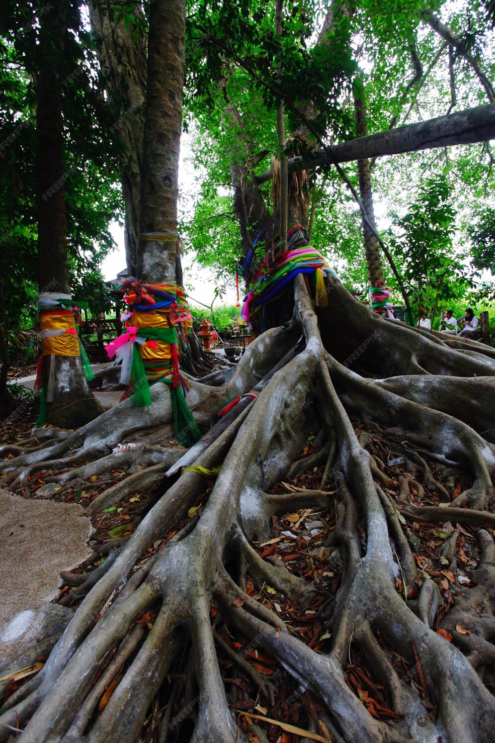 Premium Photo | Dragging a big tree Premium Photo | Dragging a big tree