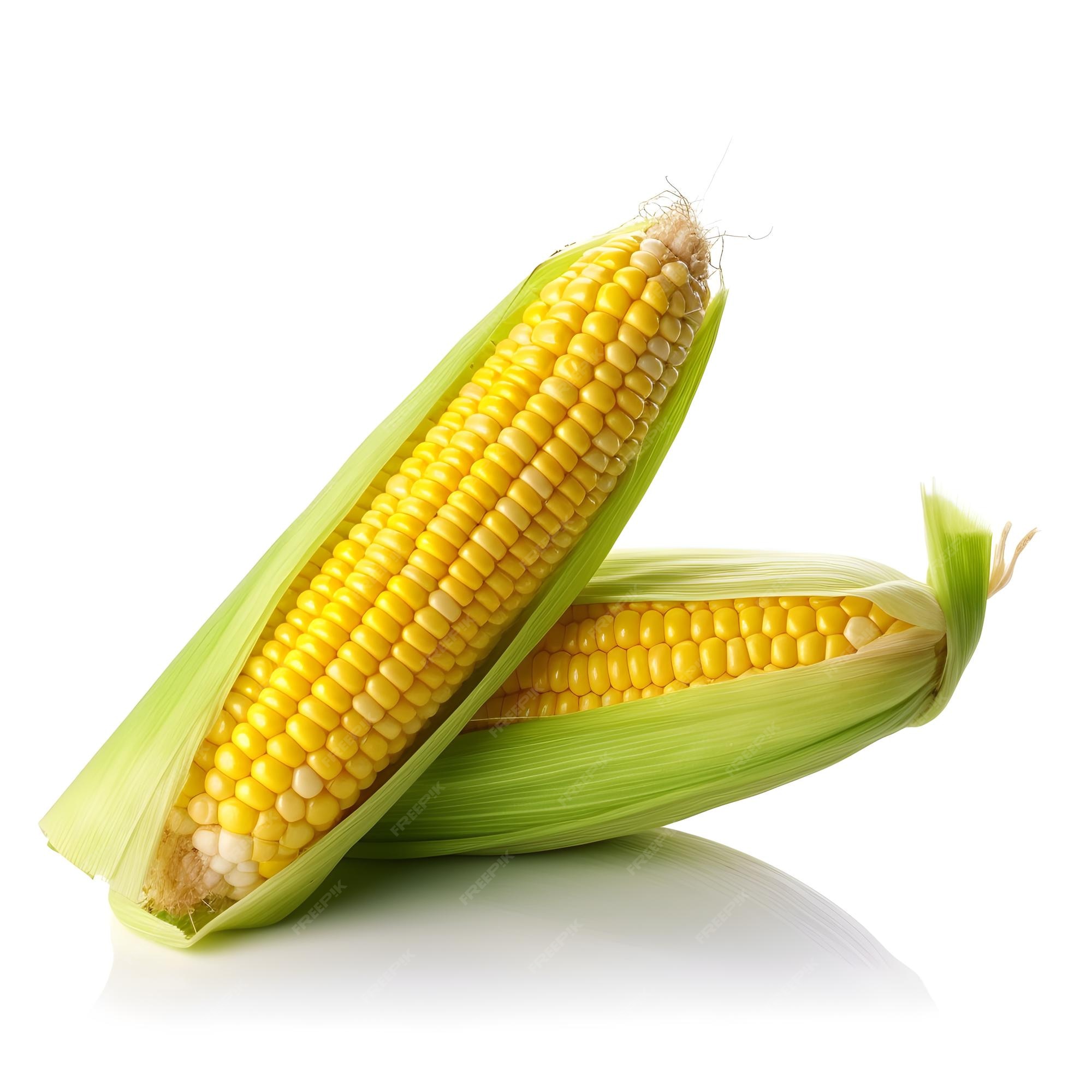 Premium Photo | An ear of corn is laying on a white surface. Premium Photo | An ear of corn is laying on a white surface.