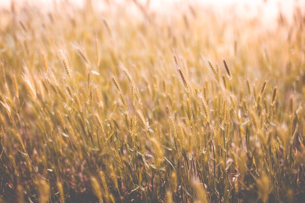 Premium Photo | Ears of wheat in field Premium Photo | Ears of wheat in field