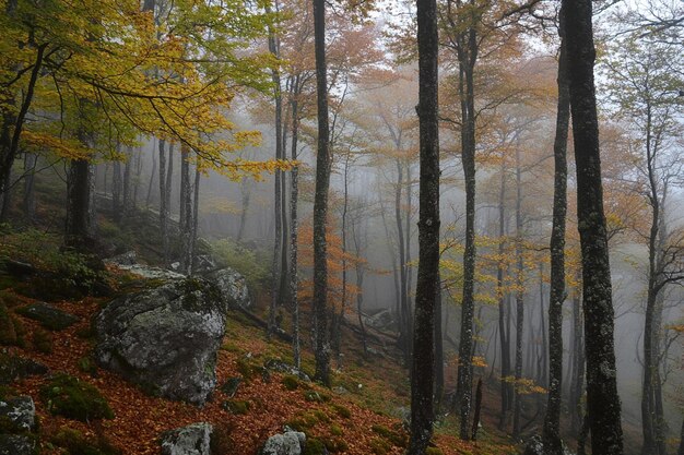 Evaluating forest pathogen outbreaks in different generative ai ... Evaluating forest pathogen outbreaks in different generative ai ...