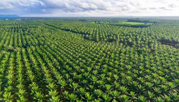 Extensive palm oil plantations with rows of palm trees | Premium AI ... Extensive palm oil plantations with rows of palm trees | Premium AI ...