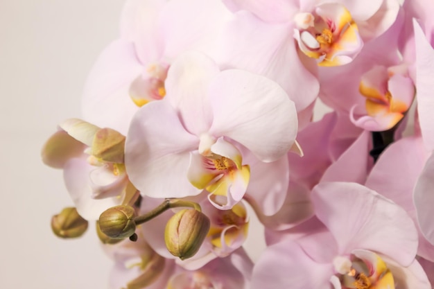 Premium Photo Flowering Tender Orchids Phalaenopsis Flowers