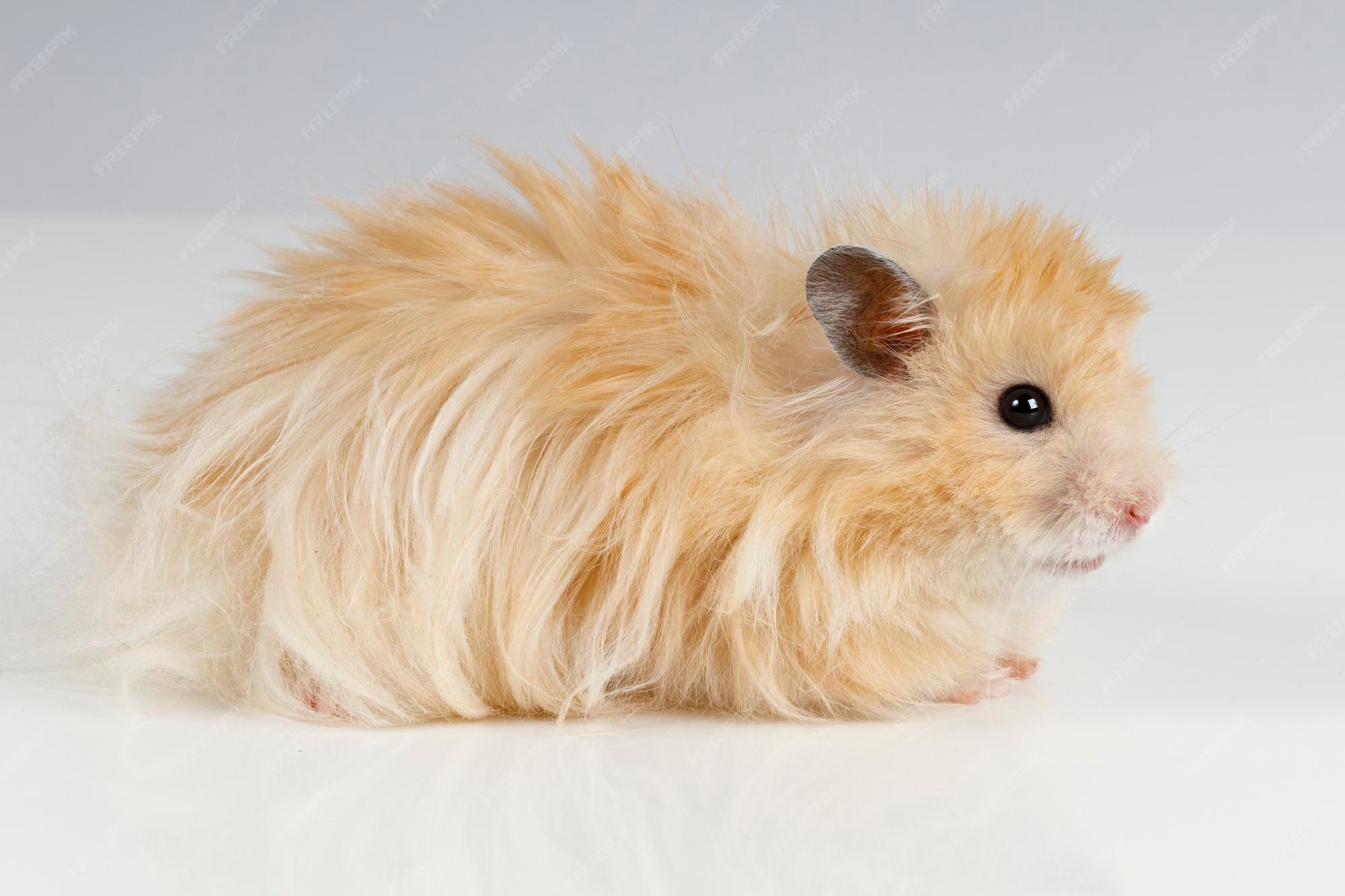 Siberian Hamster