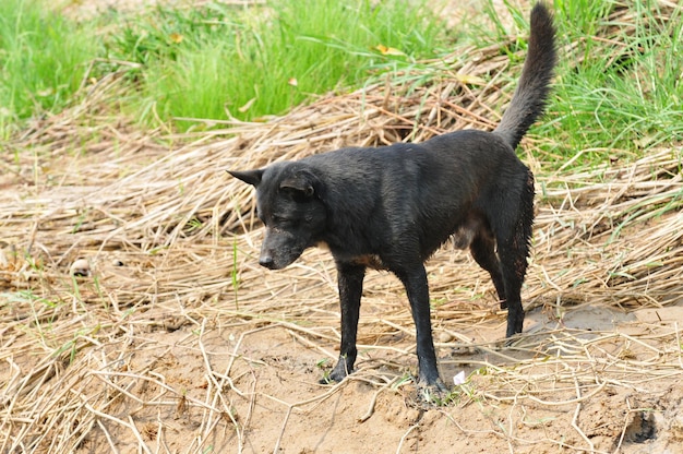 Premium Photo | Full length of black stray dog standing on field Premium Photo | Full length of black stray dog standing on field