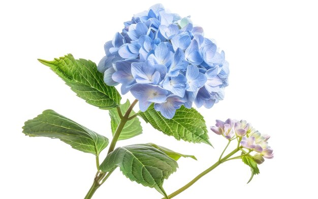 Premium Photo | Garden Charm Unveiling Hydrangea Generative AI Premium Photo | Garden Charm Unveiling Hydrangea Generative AI