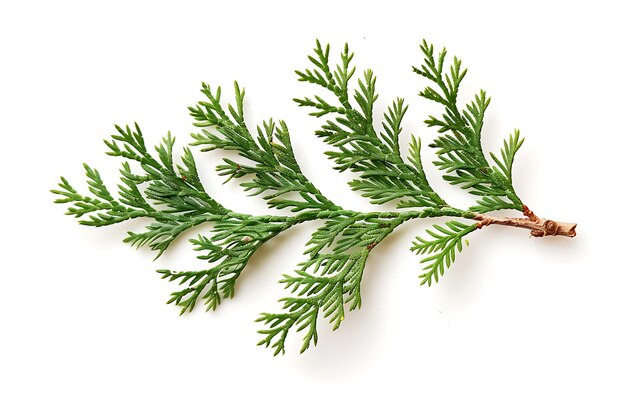Green Cedar Branch Isolated on White Background | Premium AI-generated ... Green Cedar Branch Isolated on White Background | Premium AI-generated ...