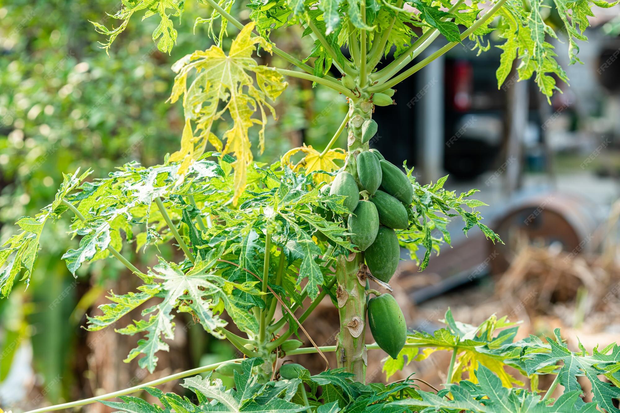 Premium Photo | Green Papaya leaves papaya tree in the garden ... Premium Photo | Green Papaya leaves papaya tree in the garden ...