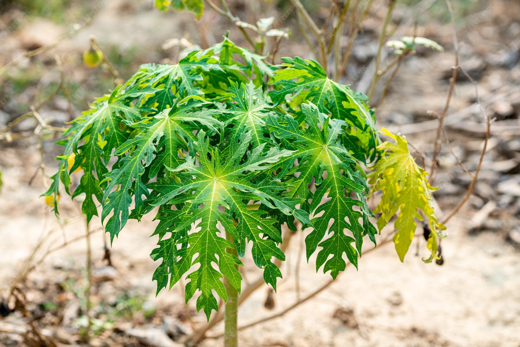 Premium Photo | Green papaya leaves papaya tree in the garden ... Premium Photo | Green papaya leaves papaya tree in the garden ...