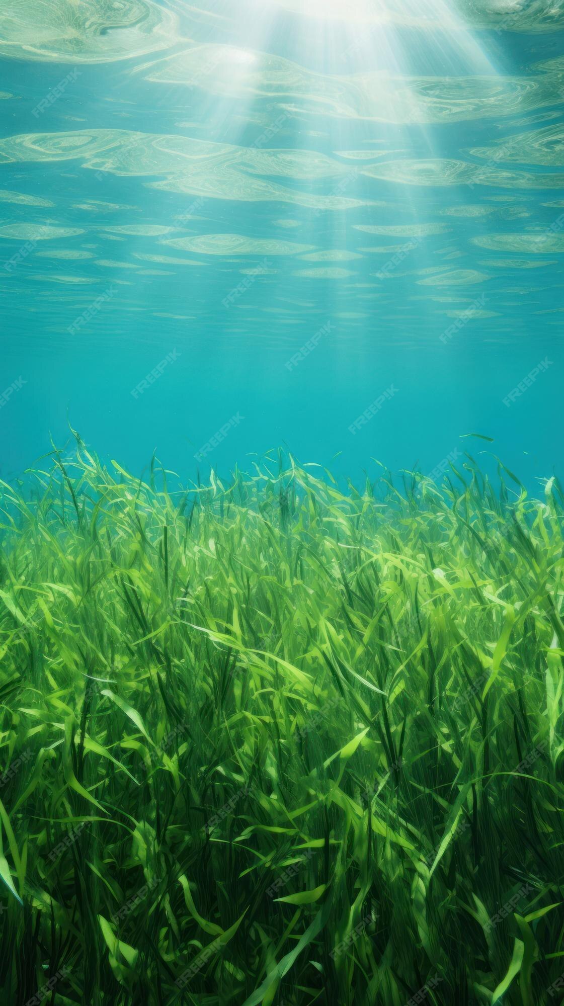 Green Seagrass Underwater Outdoors Nature Premium Ai Generated Image