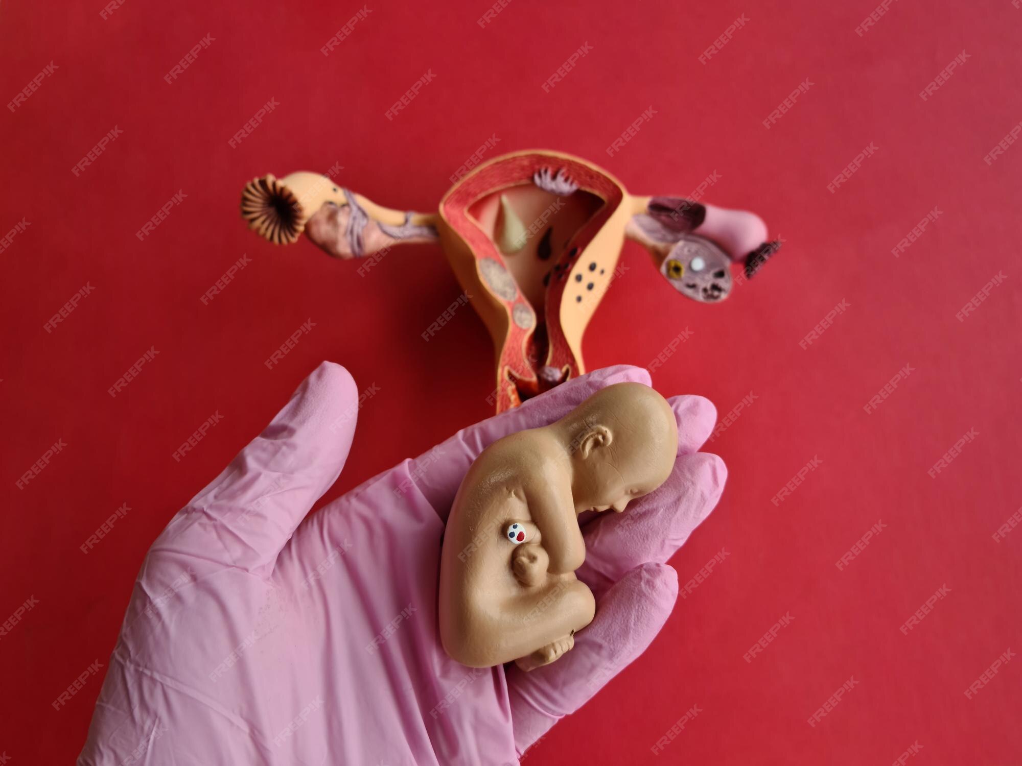 Premium Photo | Gynecologist holds in hand model of artificial baby ... Premium Photo | Gynecologist holds in hand model of artificial baby ...