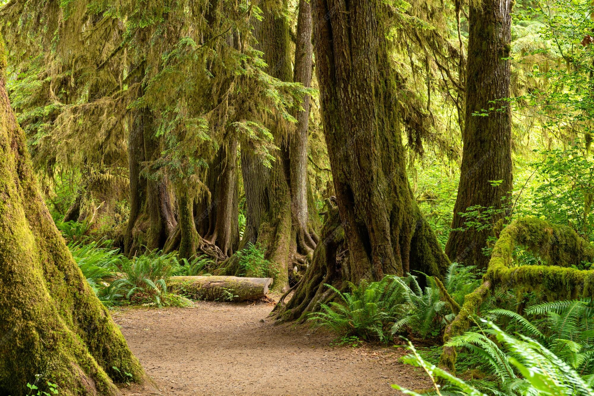 Premium Photo | Hall of mosses in the hoh rainforest of olympic ... Premium Photo | Hall of mosses in the hoh rainforest of olympic ...