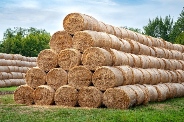 Premium Photo Hay Bales Hay Bales Are Stacked In Large Stacks
