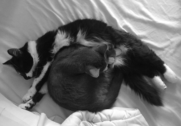 Premium Photo High Angle View Of Cats Sleeping On Bed At Home