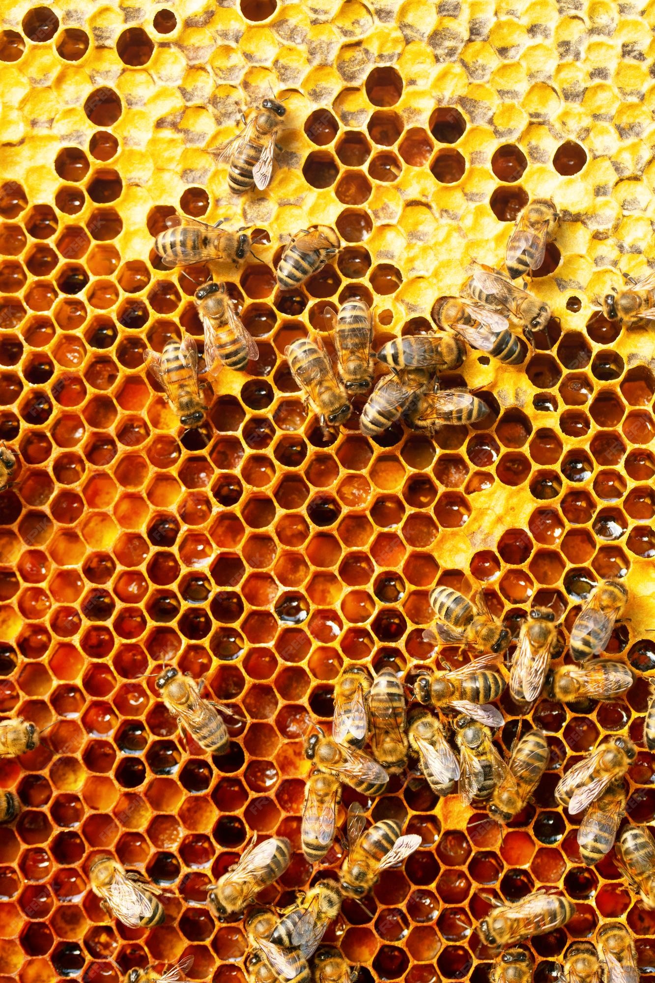 Honey Bee Hive Wallpaper
