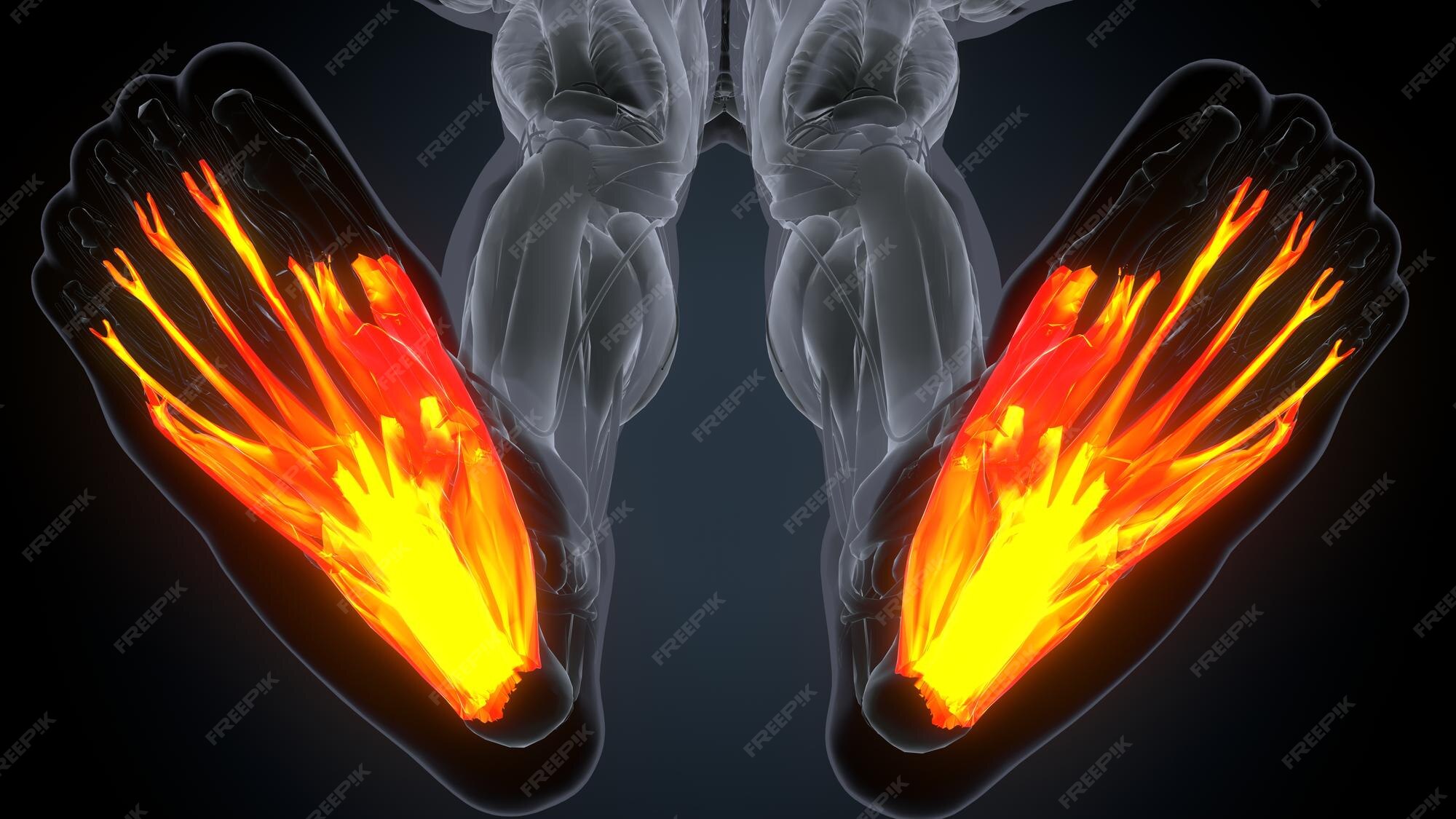 Premium Photo Human Skeleton Foot Bones Anatomy3d Illustration