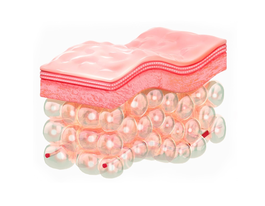 인간 피부 3d 그림 피하 지방이 있는 인간 피부의 체적 층 Epidermis Dermis Hypodermis Medical ... 인간 피부 3d 그림 피하 지방이 있는 인간 피부의 체적 층 Epidermis Dermis Hypodermis Medical ...