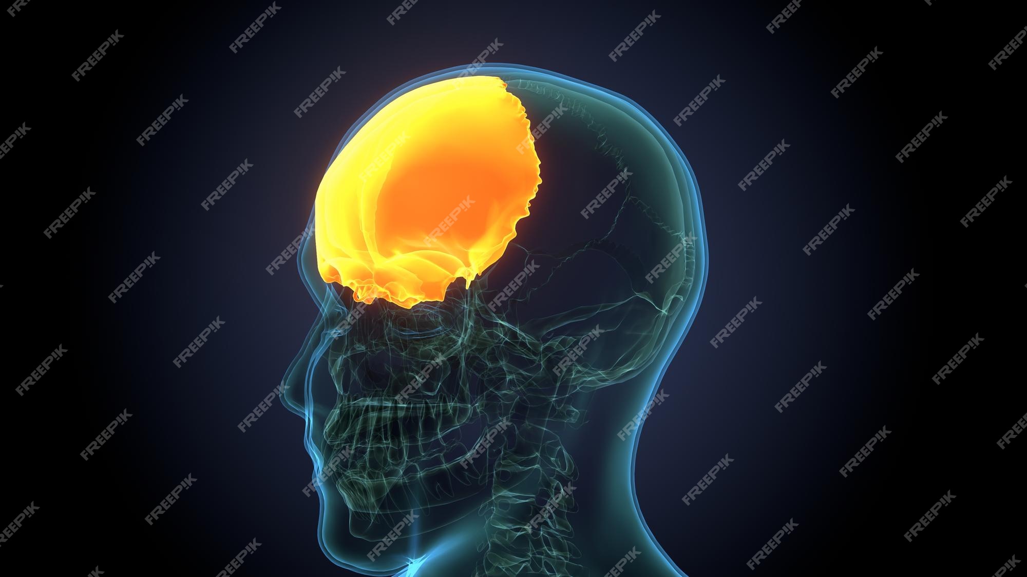 Premium Photo A Human Skull With A Yellow Brain And The Brain Labeled With The Brain