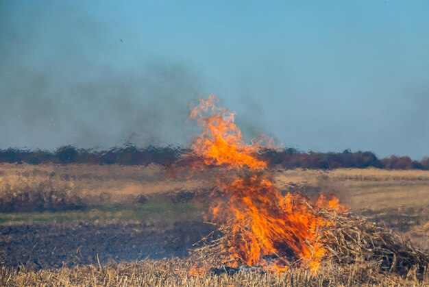 Premium Photo | Incineration of agricultural waste smog and pollution ... Premium Photo | Incineration of agricultural waste smog and pollution ...