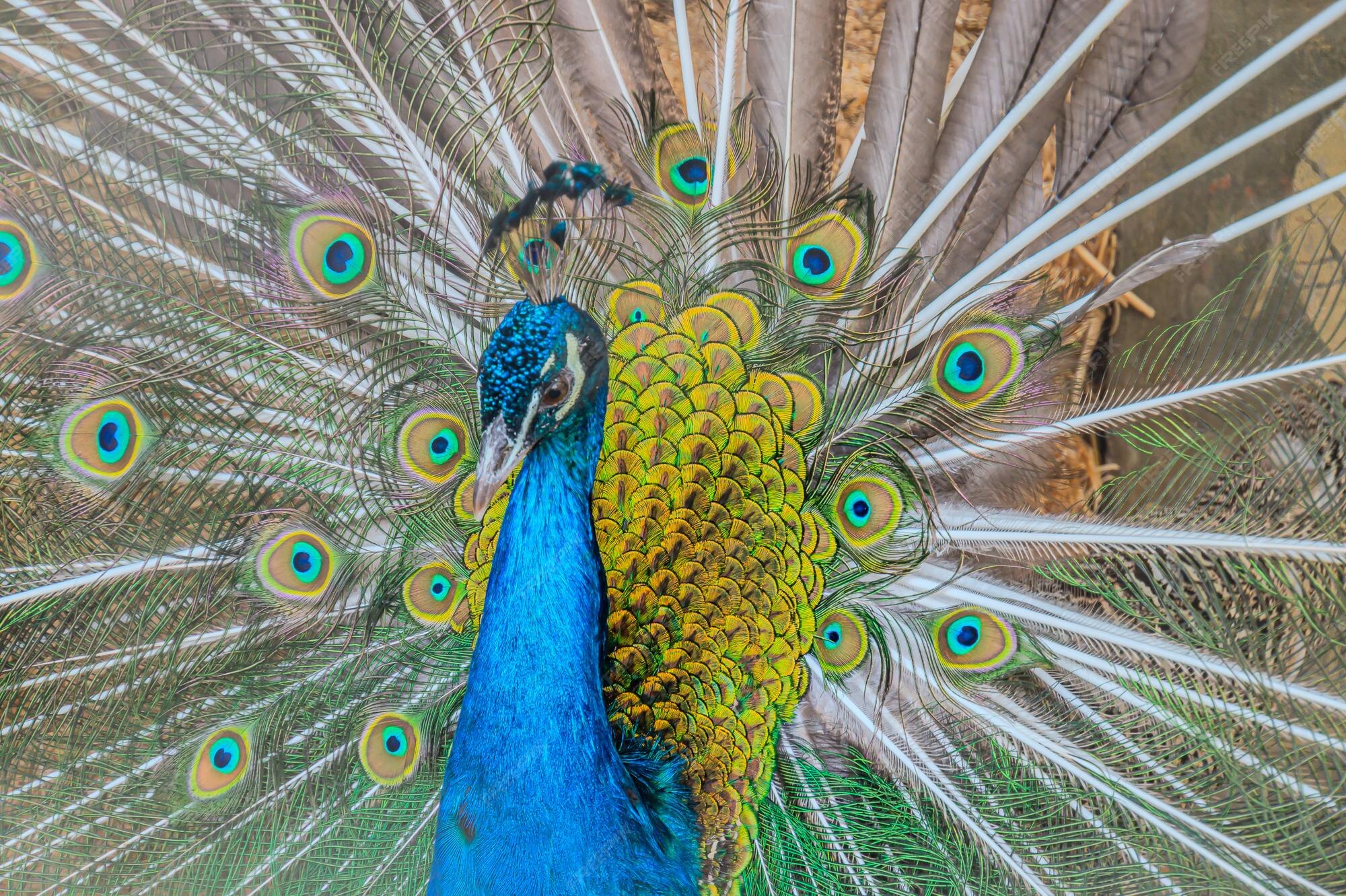 Premium Photo Indian Peacockbeautiful Birdpeacockwalk Time Peacockwater Time Drink