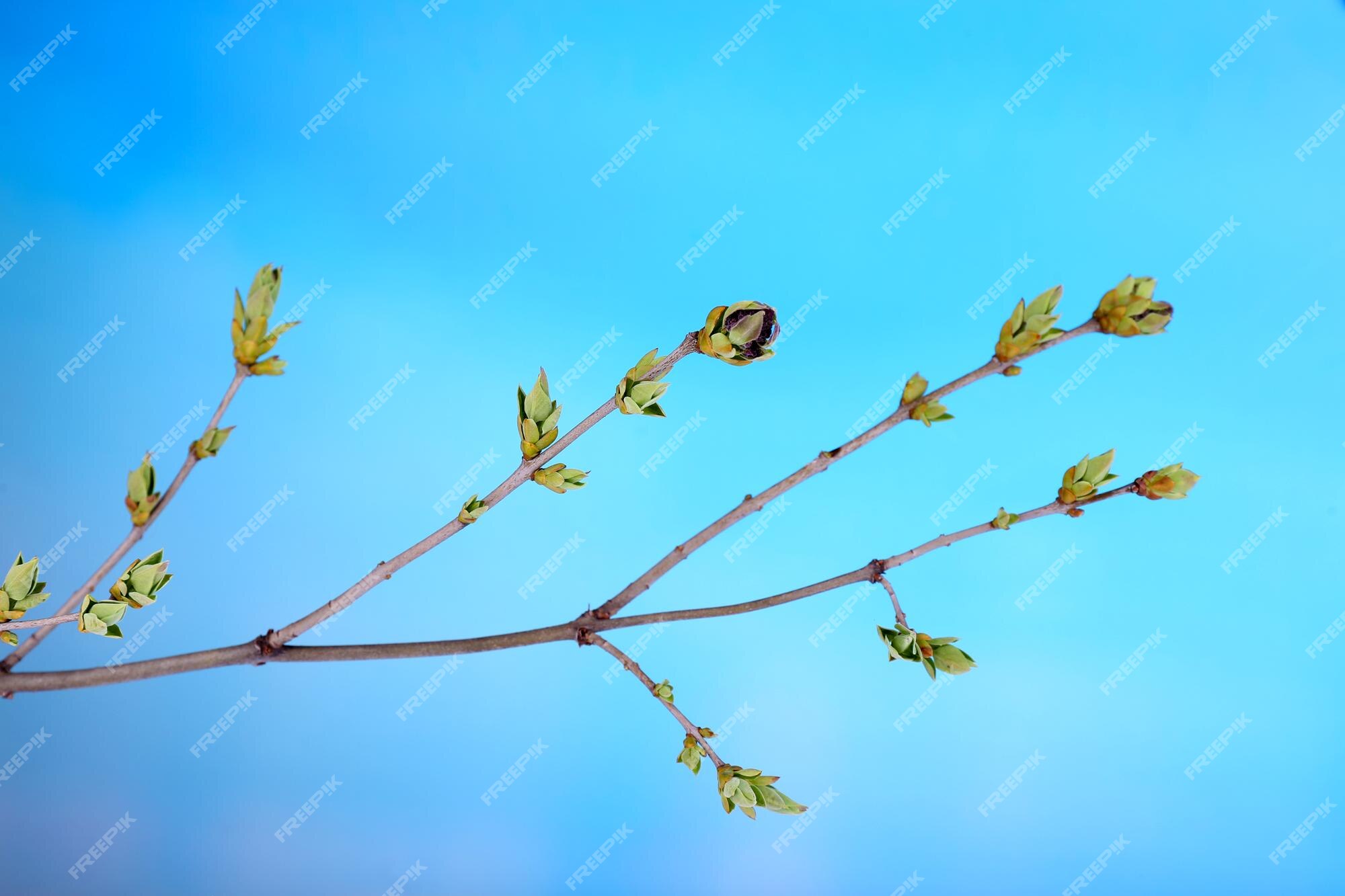 Premium Photo Leaf Bud On Blue Background